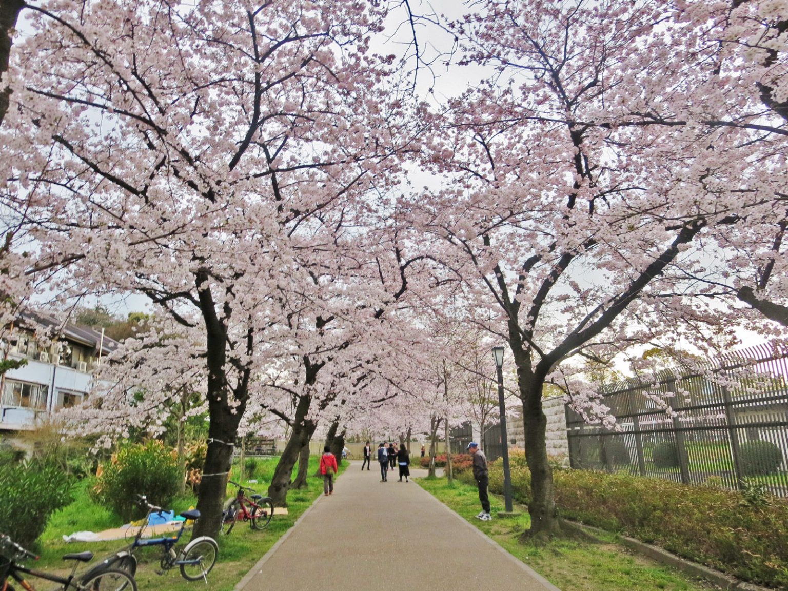 Nơi lý tưởng nhất để ngắm sakura ở Osaka - Misaki Nguyen