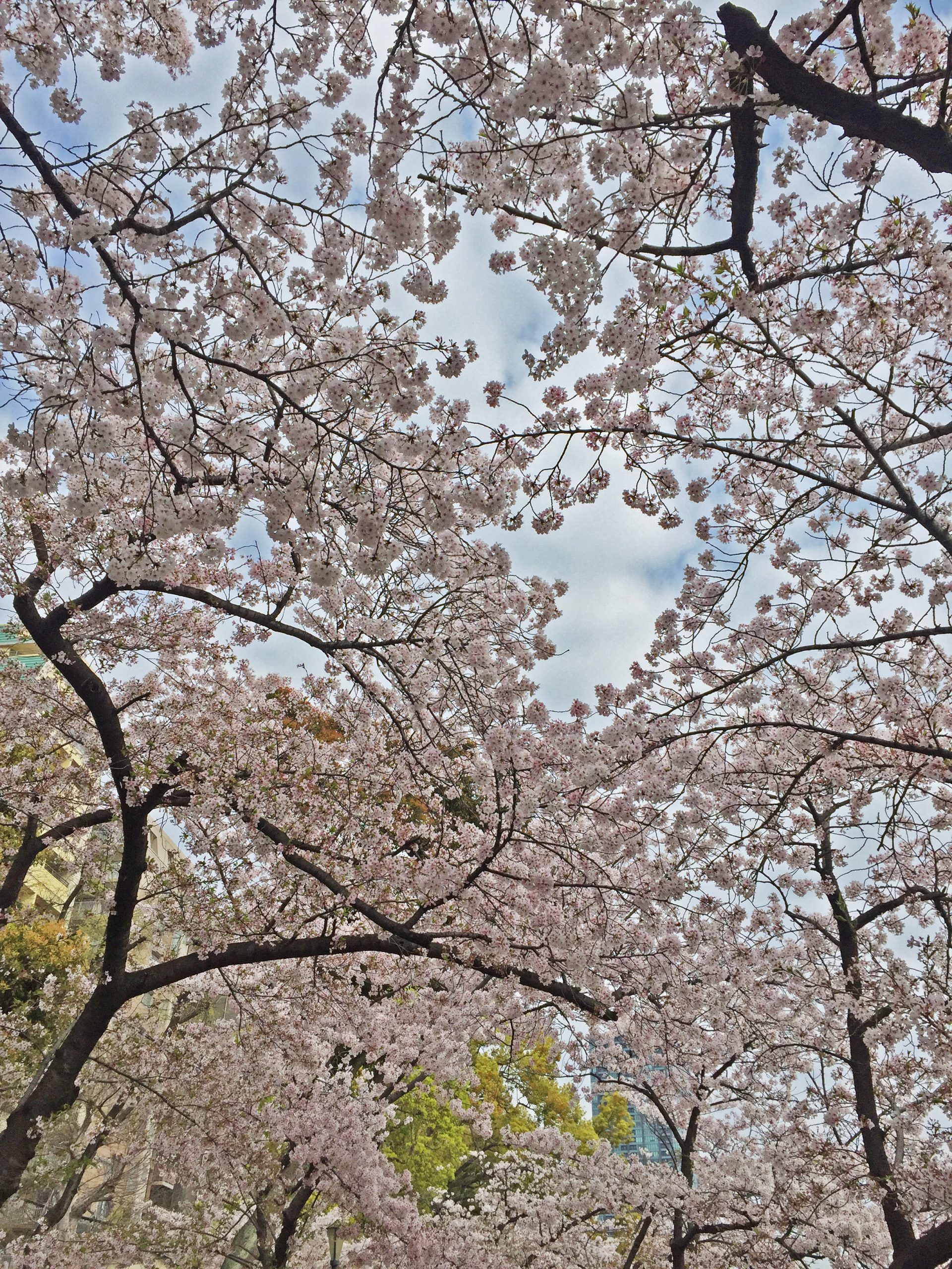 Nơi lý tưởng nhất để ngắm sakura ở Osaka - Misaki Nguyen